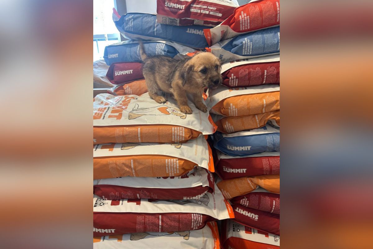 Pet store donates 2,000 pounds of dog food to Moriarty Animal Control ...